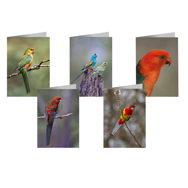 5 x Parrot Cards (Assorted) | Birds in Focus