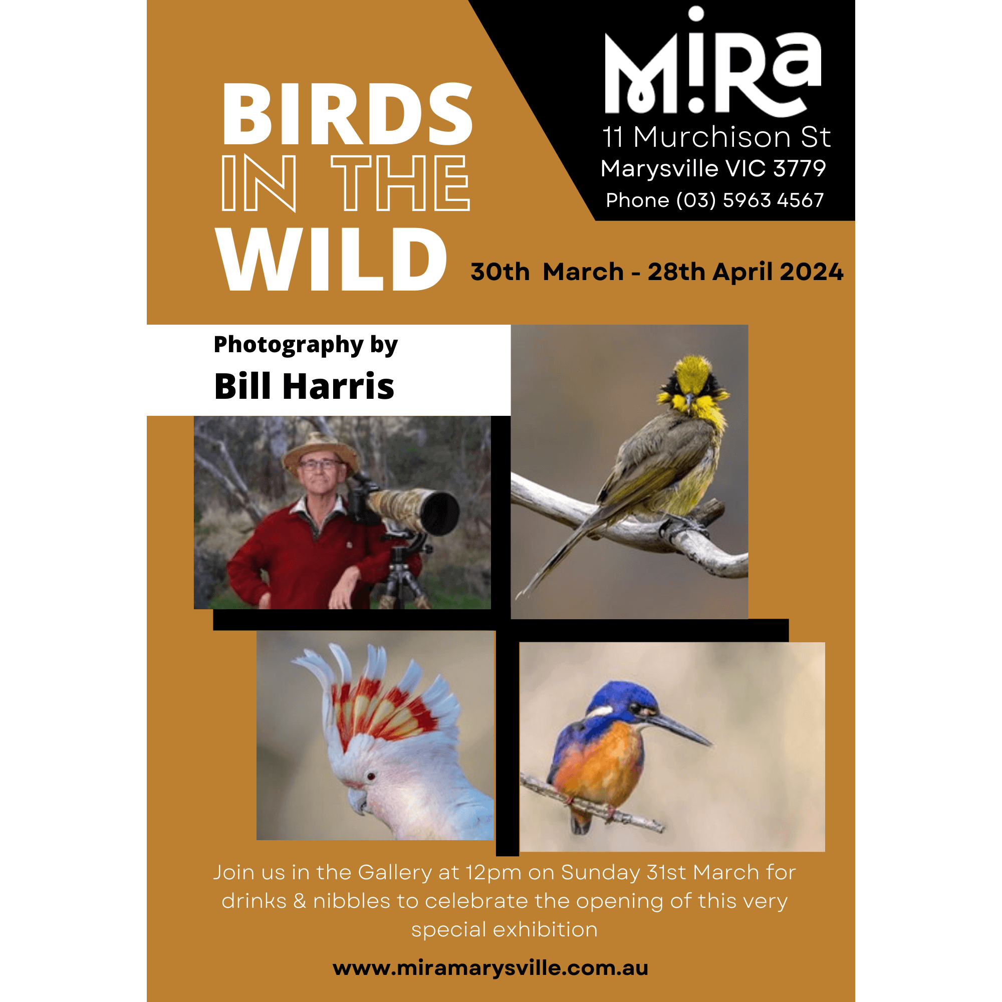 marysville-bird-photography-exhibition-birds-in-focus