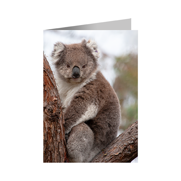Koala - Blank Greeting Card | Birds in Focus