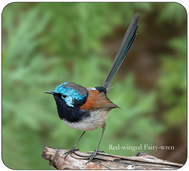 Red-winged Fairy-wren - Drink Coaster | Birds in Focus