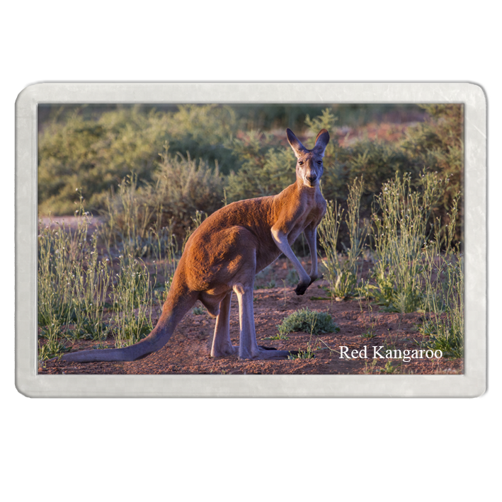 Kangaroo Fridge Magnet | Birds in Focus