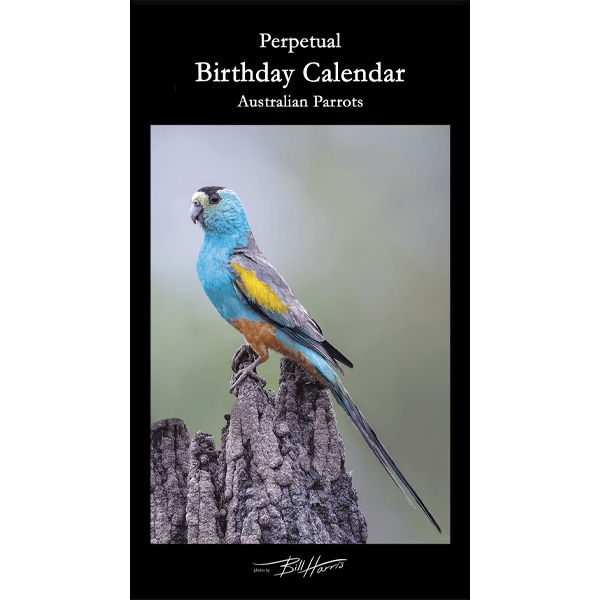 Australian Parrots - Perpetual Birthday Calendar | Birds in Focus