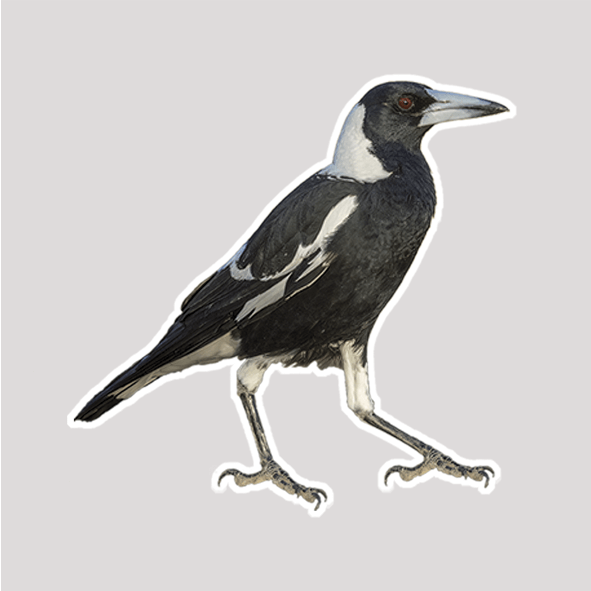 Magpie Vinyl Stickers | Birds in Focus
